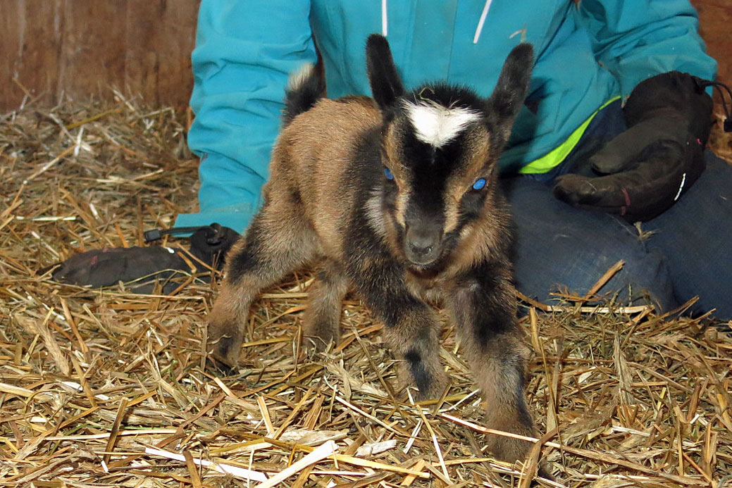 tippy – Cabochon Farm